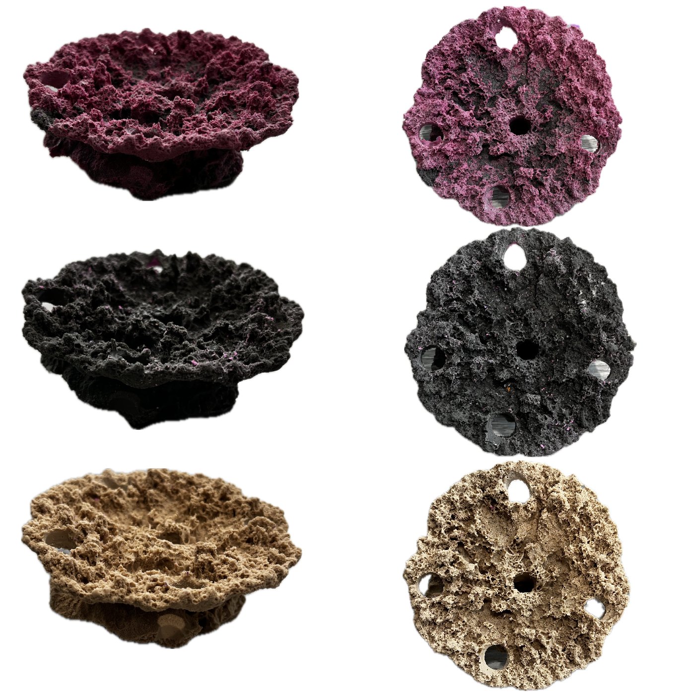 5 Hole Sandbed Acropora Plate Frag Rock measuring 5x5x2 in.