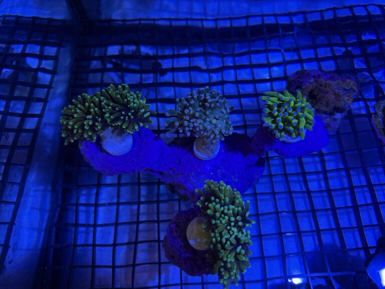 Discover Live Coral Frag Plug On Rocks And Magnetics