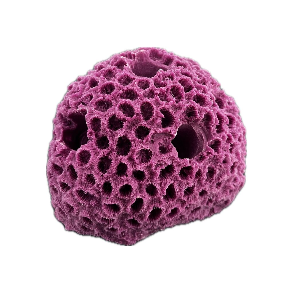 Discover Live Coral Frag Plug On Rocks And Magnetics